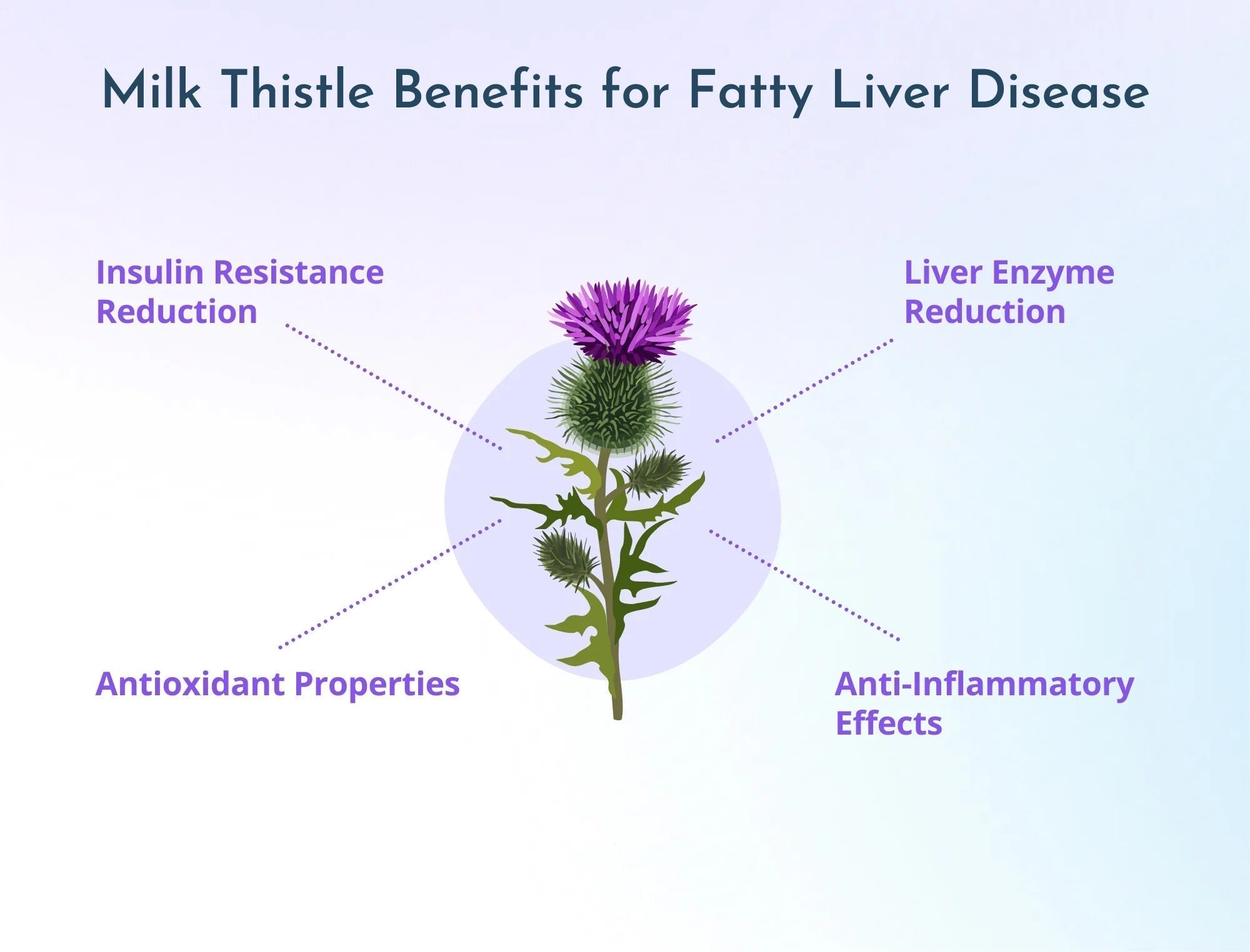 Milk Thistle Help Reverse Fatty Liver Disease? – IMMUNOSCIENCES